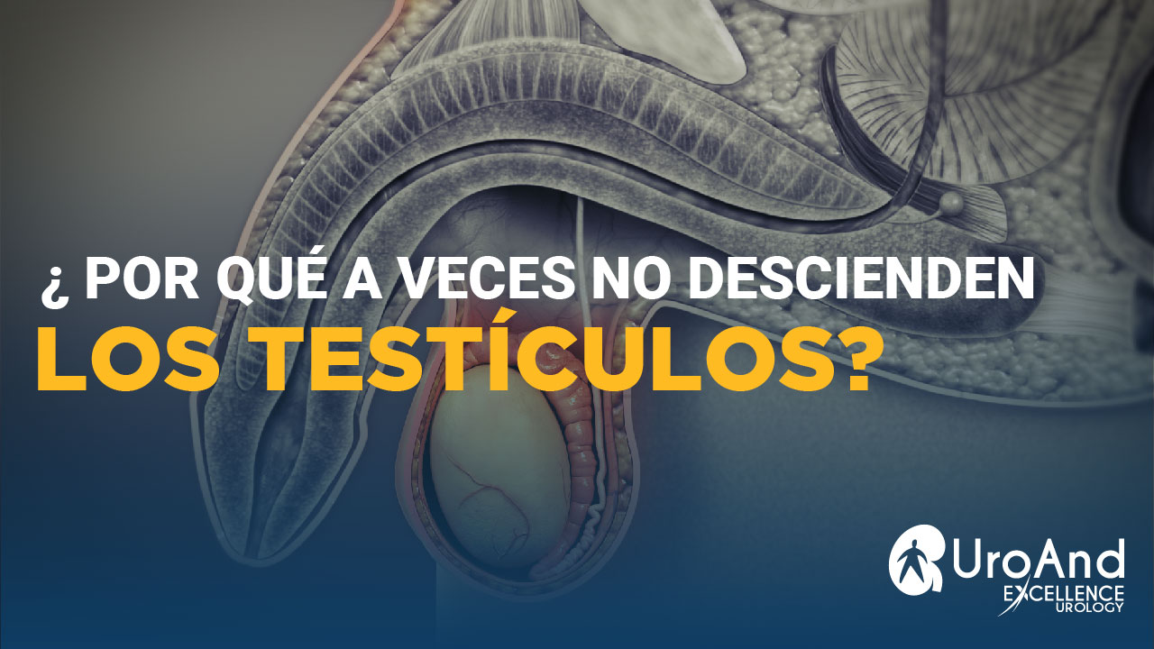 ¿Por qué a veces no descienden los testículos? - Excellence Urology