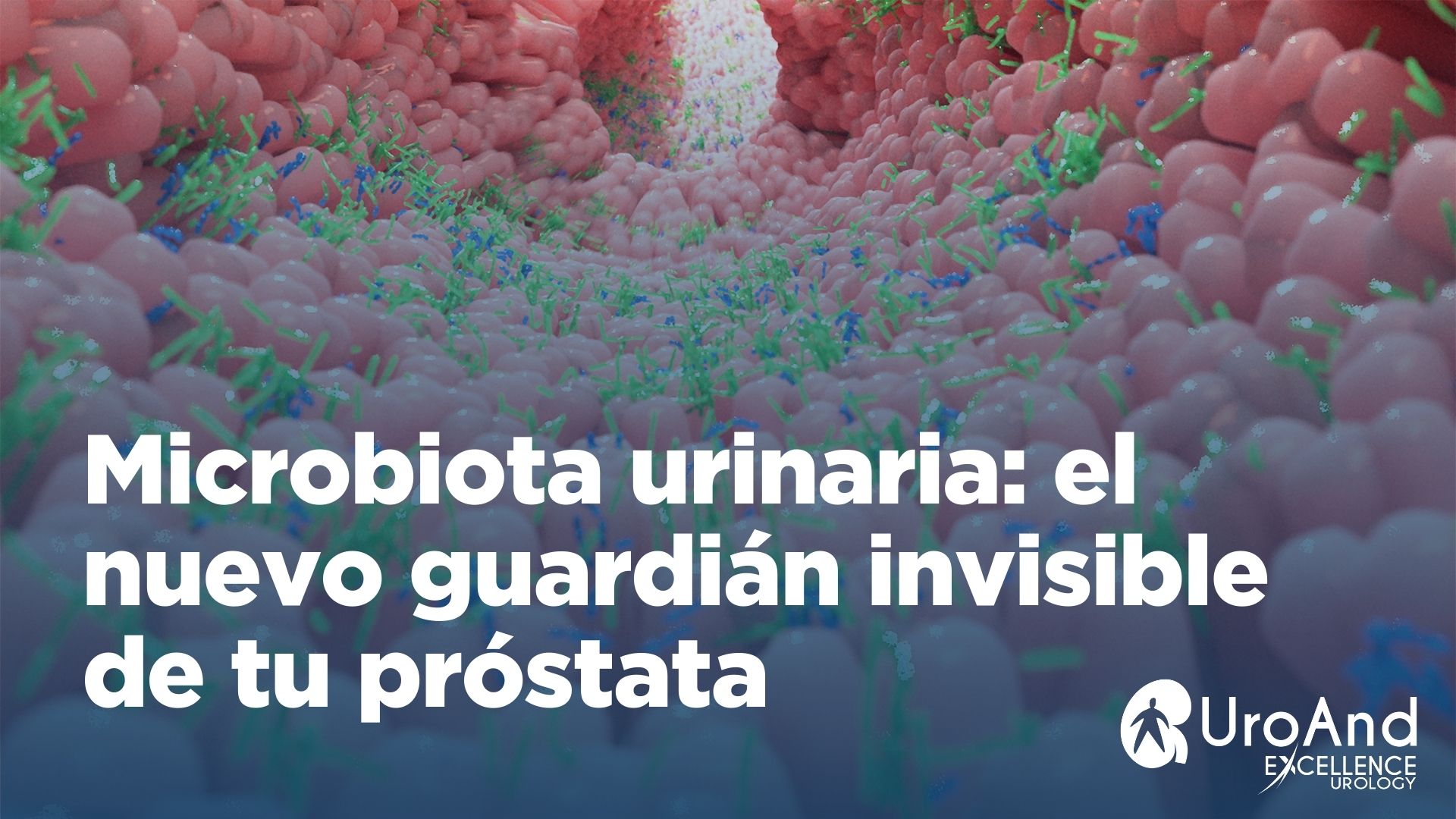 Microbiota Urinaria El Nuevo Guardián Invisible De Tu Próstata